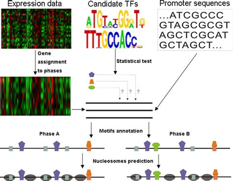 Overview Of The Approach The Procedure Takes As Input Gene Expression