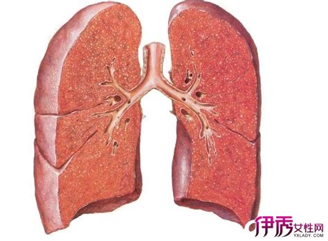 老人肺积水能活多久 肺积水一般都是癌症吗 随意云