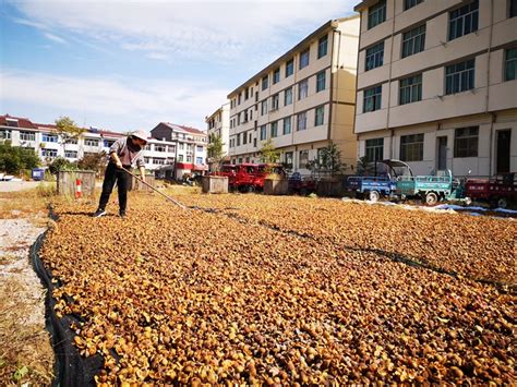 四万多亩高山油茶助农民增收 磐安新闻网