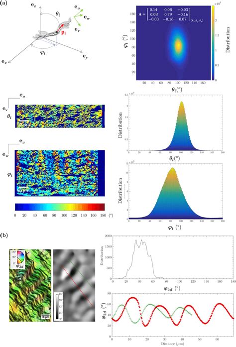Quantification Of Several Structural Descriptors Of The Vocal Fold Download Scientific Diagram