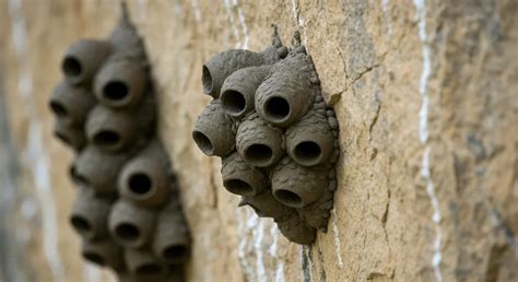 How Birds Build Complex Nests Without Blueprints Science Array