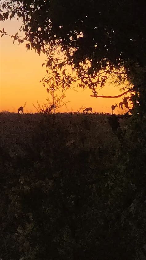 Kansas Whitetail Scrolller