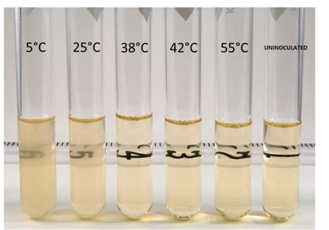 2 9 Effect Of Temperature On Microbial Growth Flashcards Quizlet