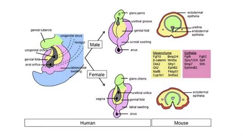 Sex Harmones Basic Pharmacologypdf Hormonal Disorders Endocrine
