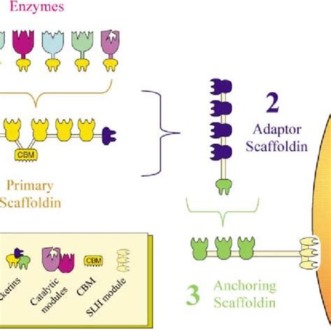 Schematic Representation Of The Supramolecular Architecture And Download Scientific Diagram