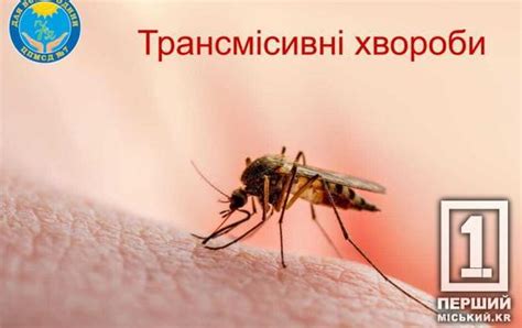 Гарячка малярія та дирофіляріоз у Кривому Розі через комарів побільшало пацієнтів з рідкісними