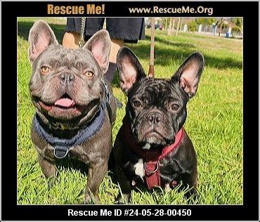 California French Bulldog Rescue Adoptions Rescue Me