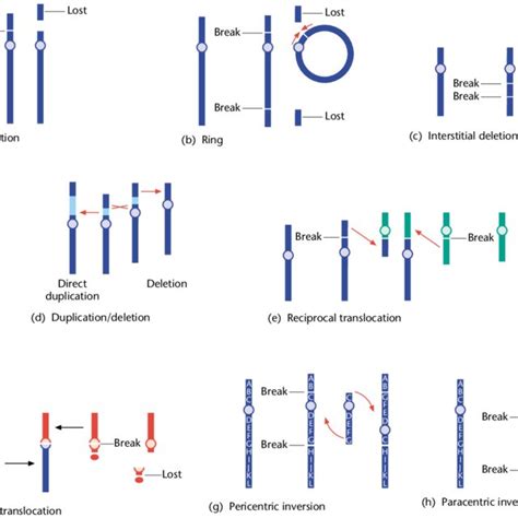 Pairing And Crossing Over Within An Inversion Loop Formed By A