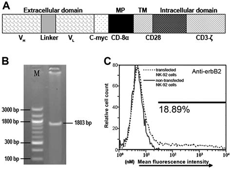 Specific Growth Inhibition Of Erbb2‑expressing Human Breast Cancer
