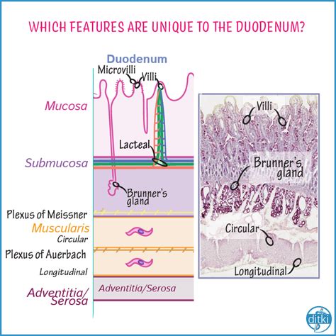 Duodenum Histology Gross Anatomy Science Biology Anatomy