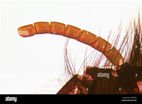 Honey Bee Apis Mellifera Detail Of An Antenna Seen Under The