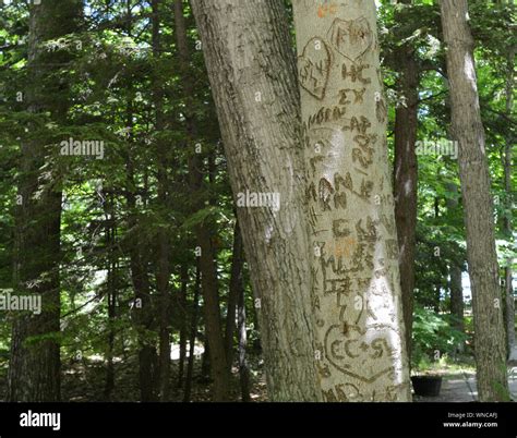 Tree Trunk With Carved Names Hi Res Stock Photography And Images Alamy