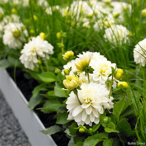 Art Fair Dahlias Order Dahlia Tubers Online Bulbs Direct Nz