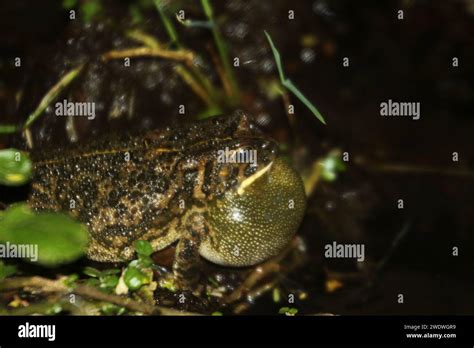 The African Common Toad Or Guttural Toad Sclerophrys Gutturalis Is A
