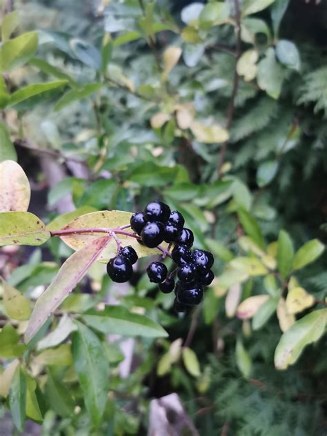 Hello Pokeweed People This Grows In My Brothers New Yard Is It