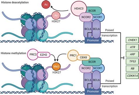 B Cell Lymphoma 6 Bcl6 From Master Regulator Of Humoral Immunity To Oncogenic Driver In