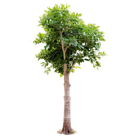 Download Small Tree Sunset Png 06132024