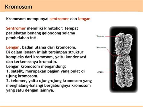 Materi Genetik Ppt