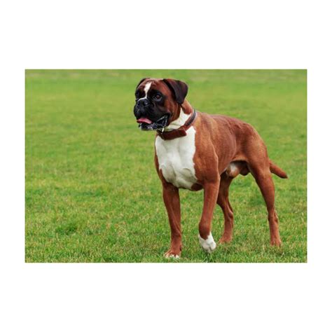 Most Friendly Dog Breeds With Pictures Top 12 Gentle