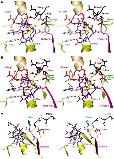 Nucleotide Binding Sites Stereoview Of The Atp Binding A And Download Scientific Diagram