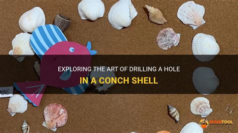 Exploring The Art Of Drilling A Hole In A Conch Shell ShunTool