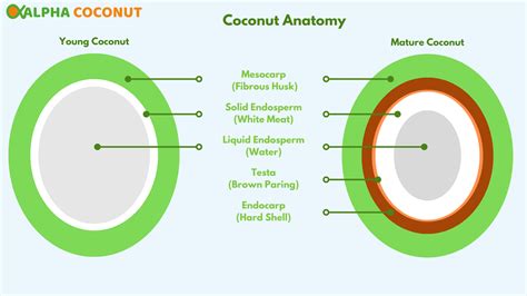 Coconut Product Processes Alpha Coconut