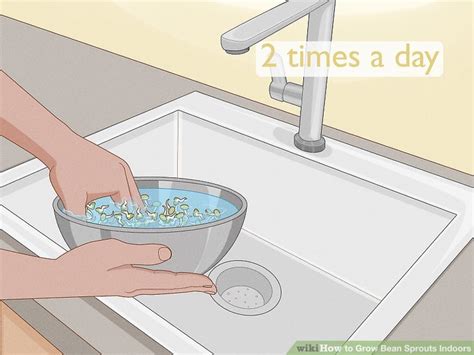 How To Grow Bean Sprouts Indoors With Pictures Wikihow