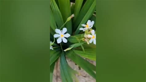 이런 양파 꽃 보셨나요긴영상 댓글링크 Shorts Youtube