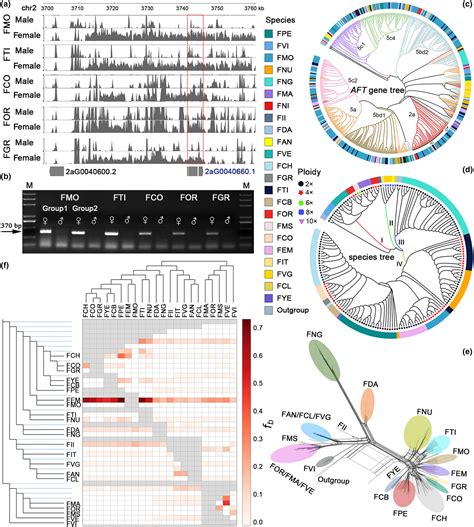 Genomic Analyses Provide Insights Into Sex Differentiation Of