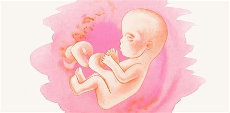 11 неделя беременности что происходит с мамой и малышом фото живота и развитие плода