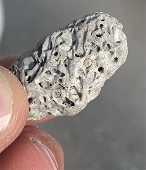 Fossil Worm Holes Rfossils