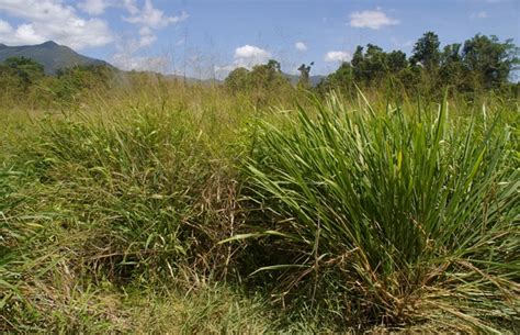 Panicum Maximum Var Coloratum Murray River Murray Falls … Flickr