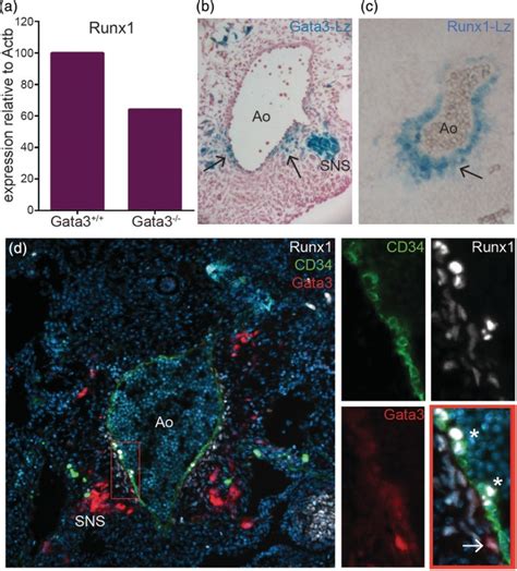 Gata3 Targets Runx1 In The Embryonic Haematopoietic Stem Cell Niche Pmc
