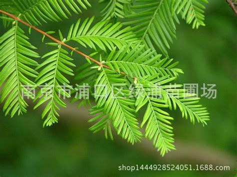 水杉花序类型 水杉是什么花序 苏铁叶序类型 第8页 大山谷图库