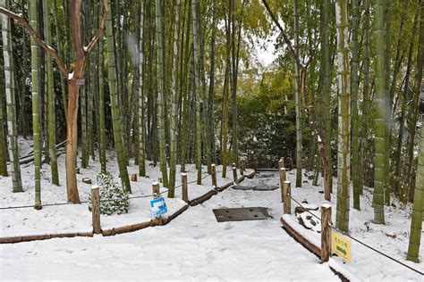 武者小路実篤記念館公式 on Twitter 実篤公園の 雪景色 しんしんと 雪 が降り積もる静寂の世界園内はすっかり 雪化粧