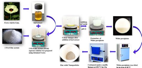 Schematic Diagram Shows The Synthesis Of Zinc Oxide Nanoparticles Using Download Scientific