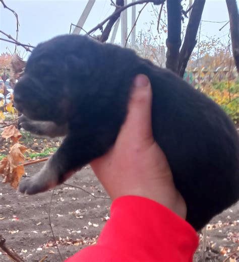 Щенки немецкой овчарки 2 девочки 1 мальчик Можно бронировать