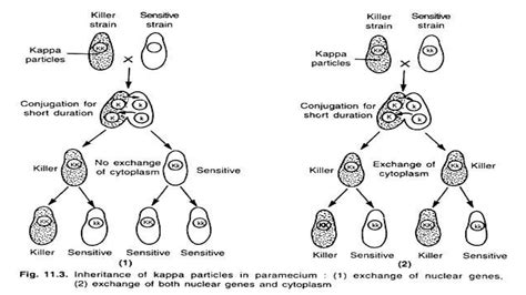 Cytoplasmic Inheritance And Extra Chromosomal Inheritance Pptx
