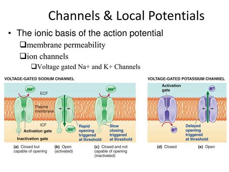 Ppt Graded Potential And Action Potential Powerpoint Presentation Id