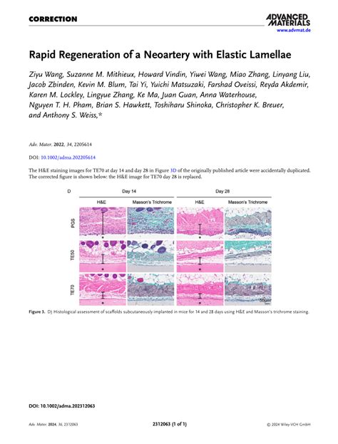 Rapid Regeneration Of A Neoartery With Elastic Lamellae Request Pdf