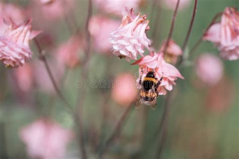 Pi Kne Kolorowe Kwiaty Orliki W Ogrodzie Na Zielonym Pastelowym Tle Stock Photo Image Of Grass