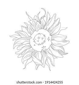 색칠북입니다 흰색 배경에 손으로 그린 해바라기 스톡 일러스트 1914424255 Shutterstock