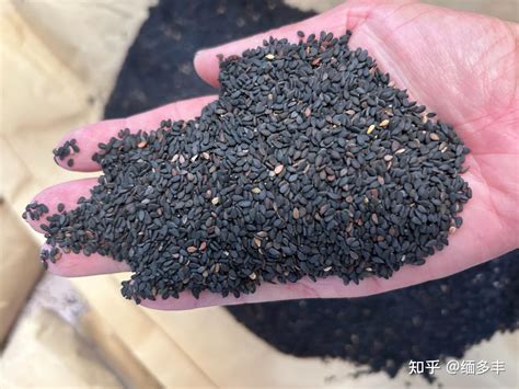 世界主要芝麻产区 你知道缅甸芝麻有几种？ 知乎