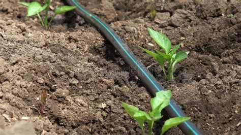 Pepper Plants With Drip Irrigation Stock Footage Video Of Gardening