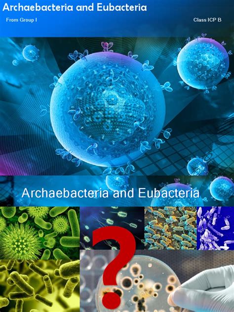 Differences Between Archaebacteria And Eubacteria Pdf Archaea