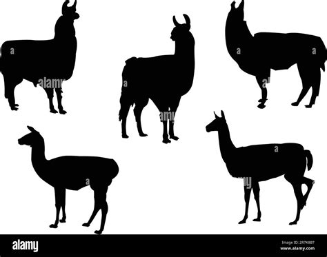 Lamas Collection Vector Stock Vector Image And Art Alamy