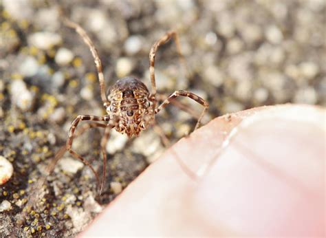 Ohios Natural Enemies Harvestmen Also Known As Daddy Longlegs Ohioline