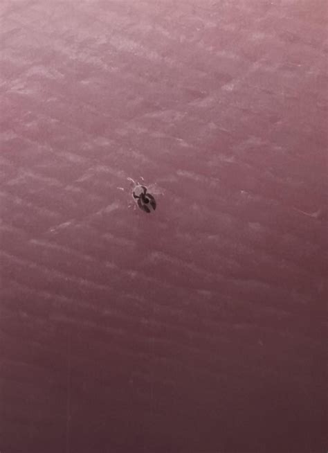 Can Anyone Id This Tiny Bug Rpestcontrol