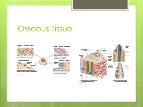 PPT Osseous Tissue And Bone Structure PowerPoint Presentation Free Download ID