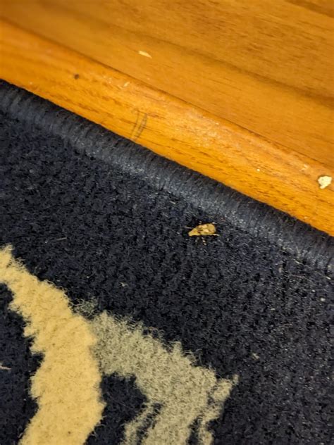 Is This A Weevil Rweeviltime